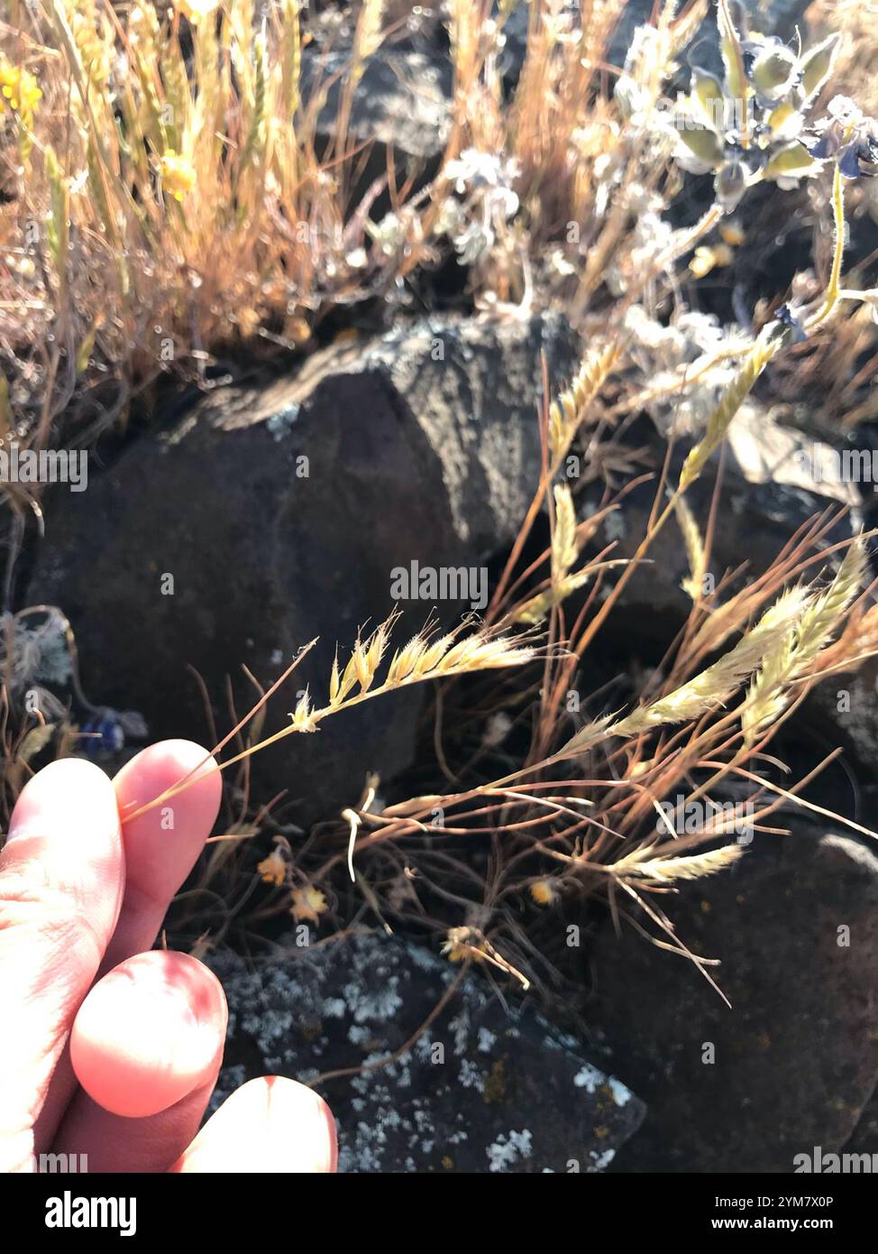small fescue (Festuca microstachys Stock Photo - Alamy