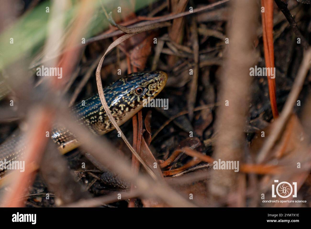 Eastern Glass Lizard (Ophisaurus ventralis Stock Photo - Alamy