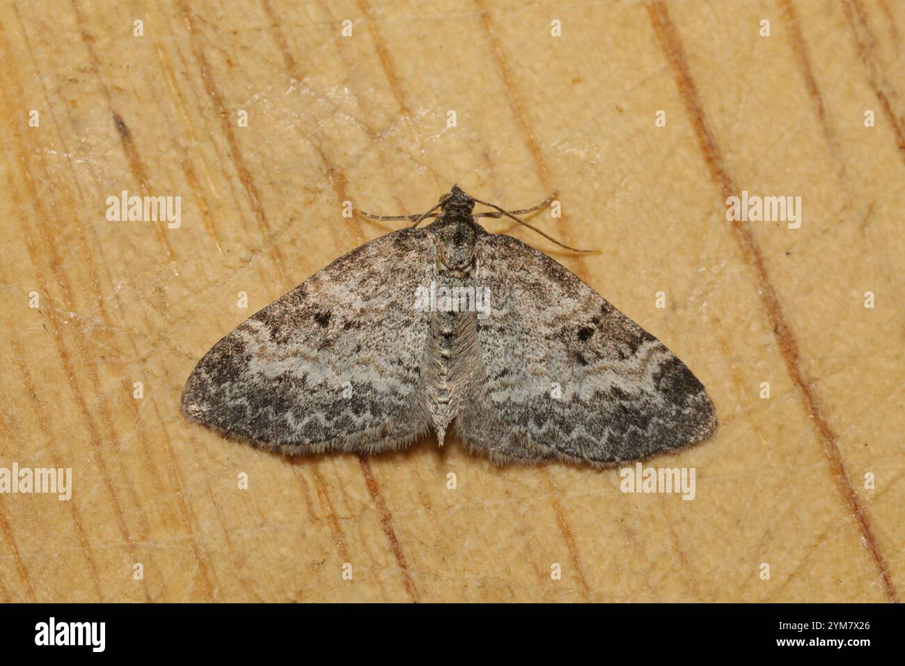 Small seraphim hi-res stock photography and images - Alamy