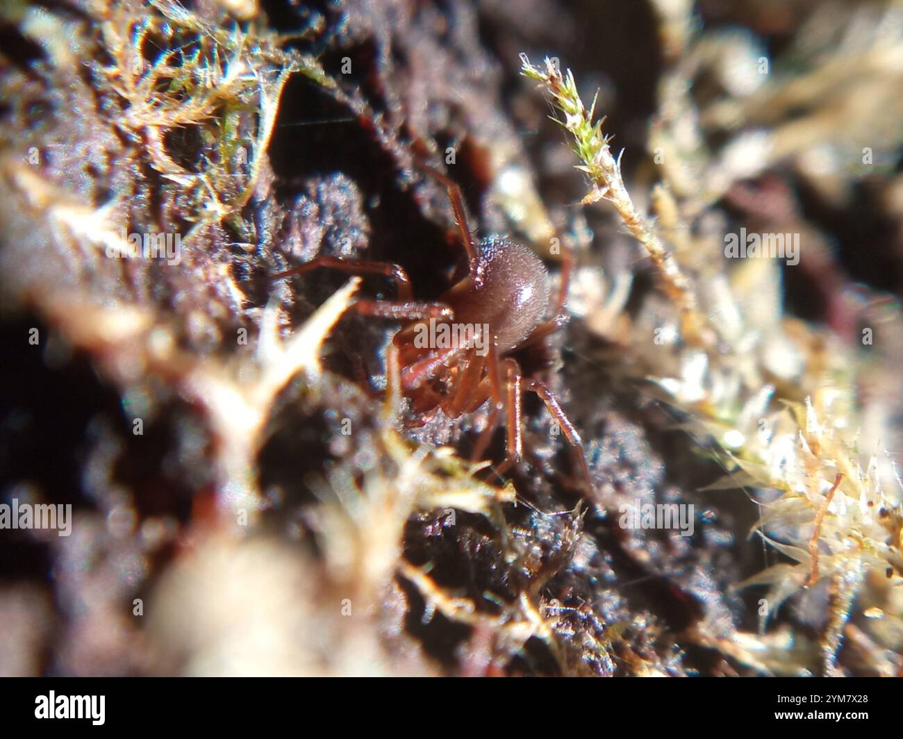 Longlegged Sac Spiders (Cheiracanthium Stock Photo - Alamy