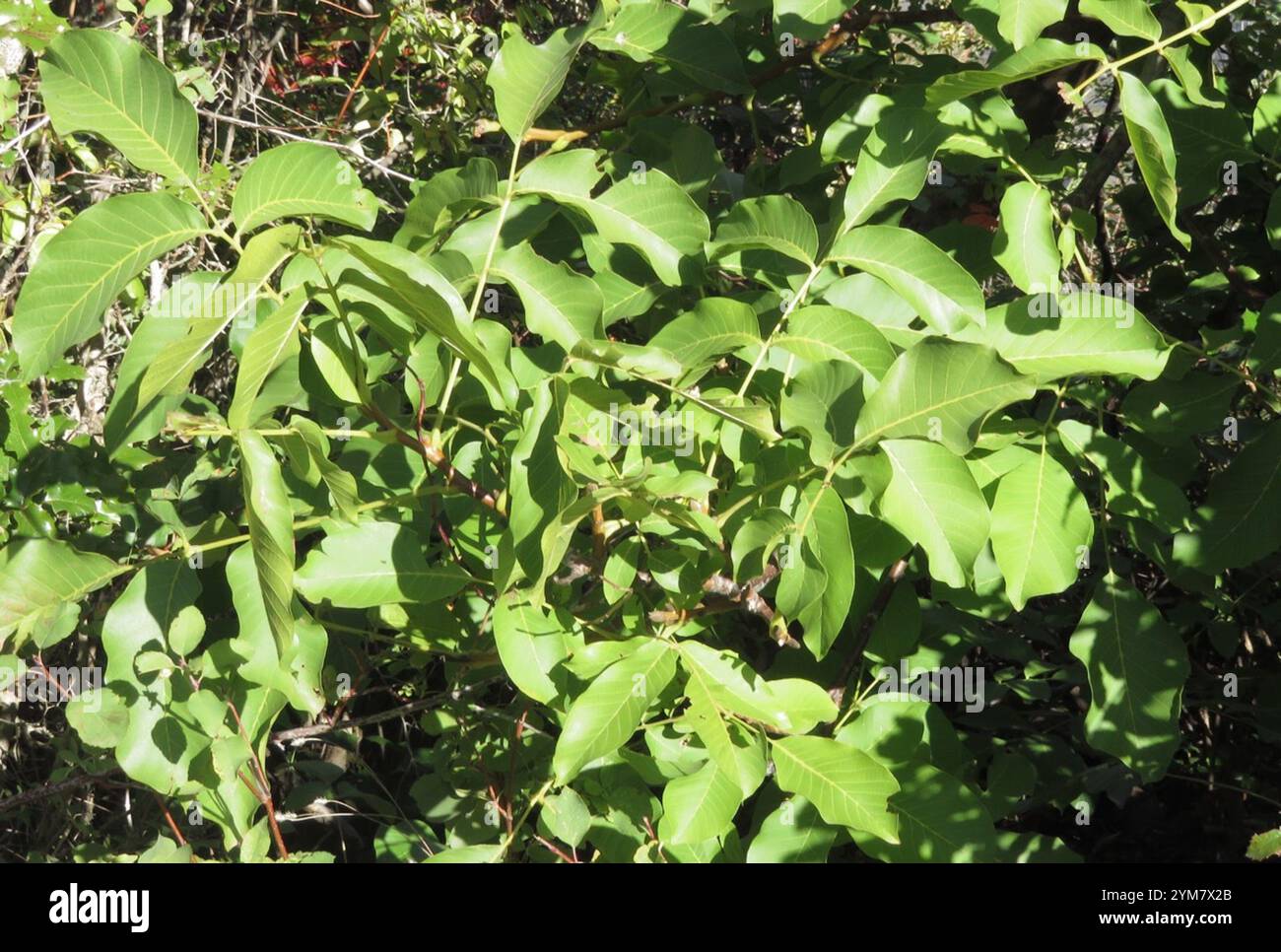 Persian walnut (Juglans regia Stock Photo - Alamy