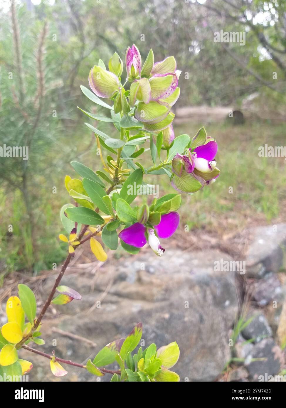 Septemberbush (Polygala myrtifolia myrtifolia Stock Photo - Alamy
