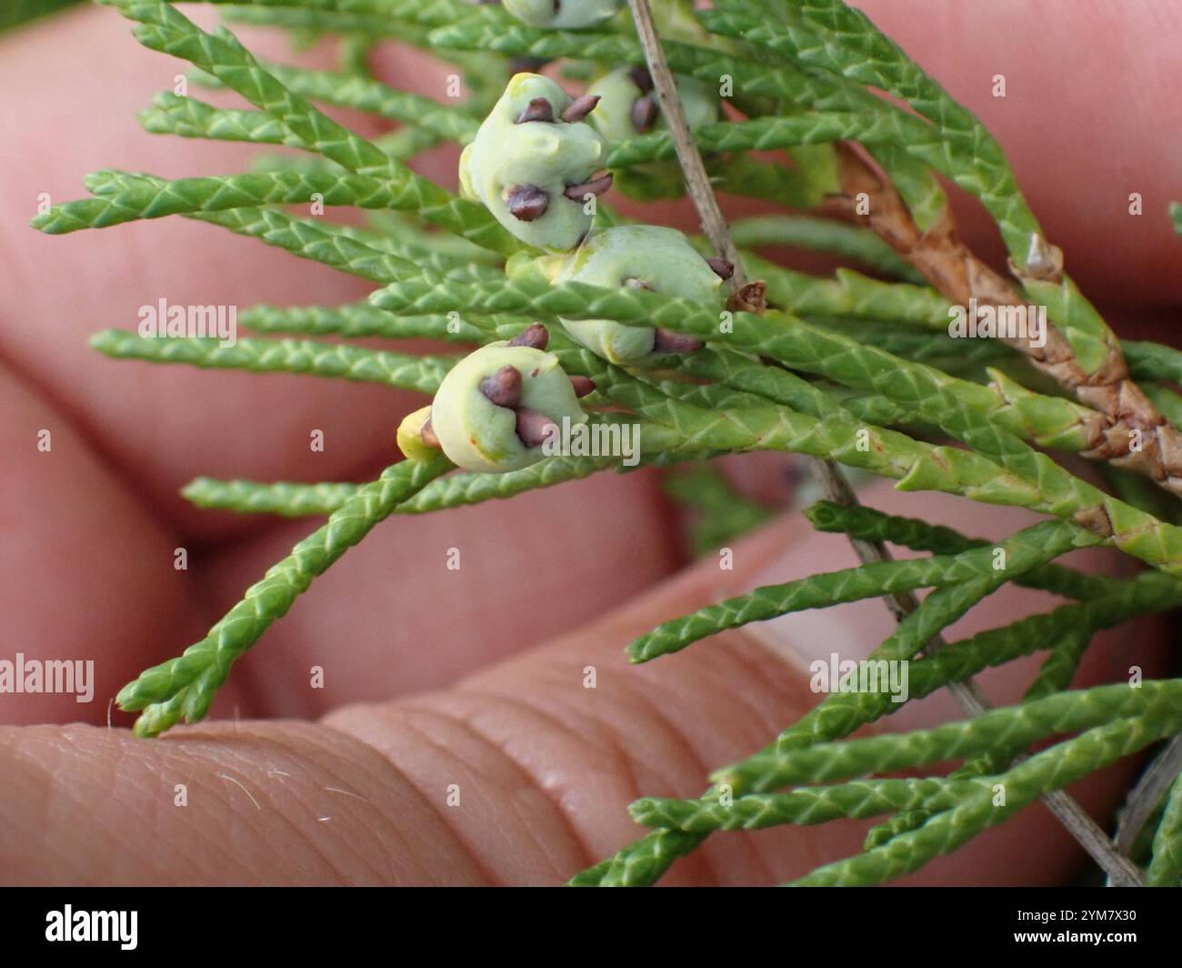 creeping juniper (Juniperus horizontalis Stock Photo - Alamy