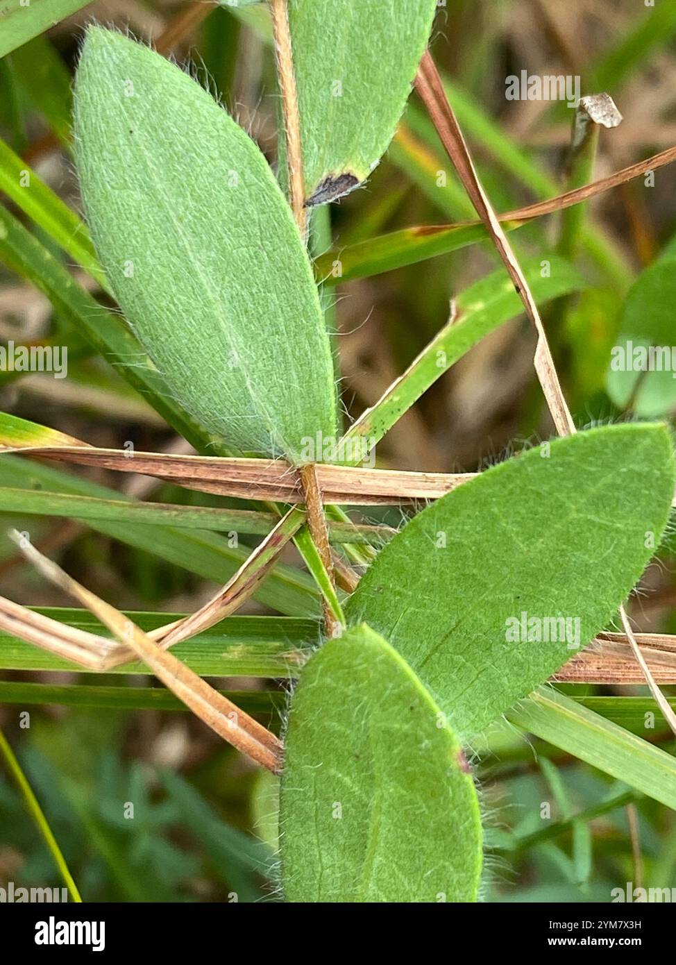 Eastern Silver Aster (Symphyotrichum concolor Stock Photo - Alamy