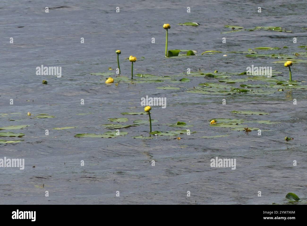 Variegated Yellow Pond-Lily (Nuphar variegata Stock Photo - Alamy
