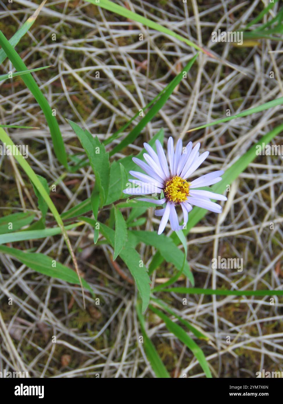wood asters (Eurybia Stock Photo - Alamy