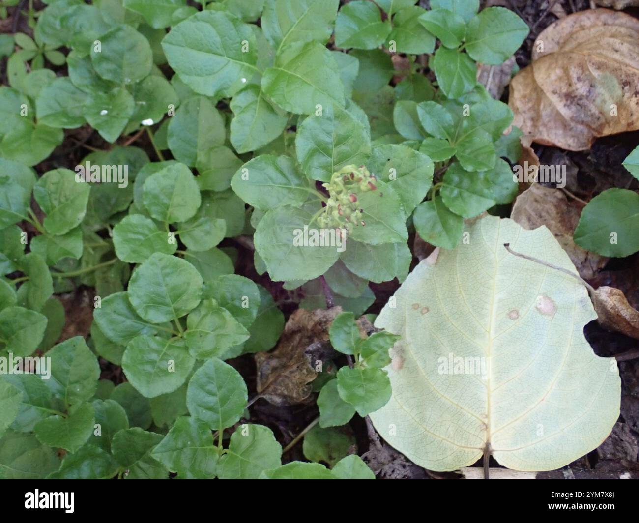 one-sided wintergreen (Orthilia secunda Stock Photo - Alamy