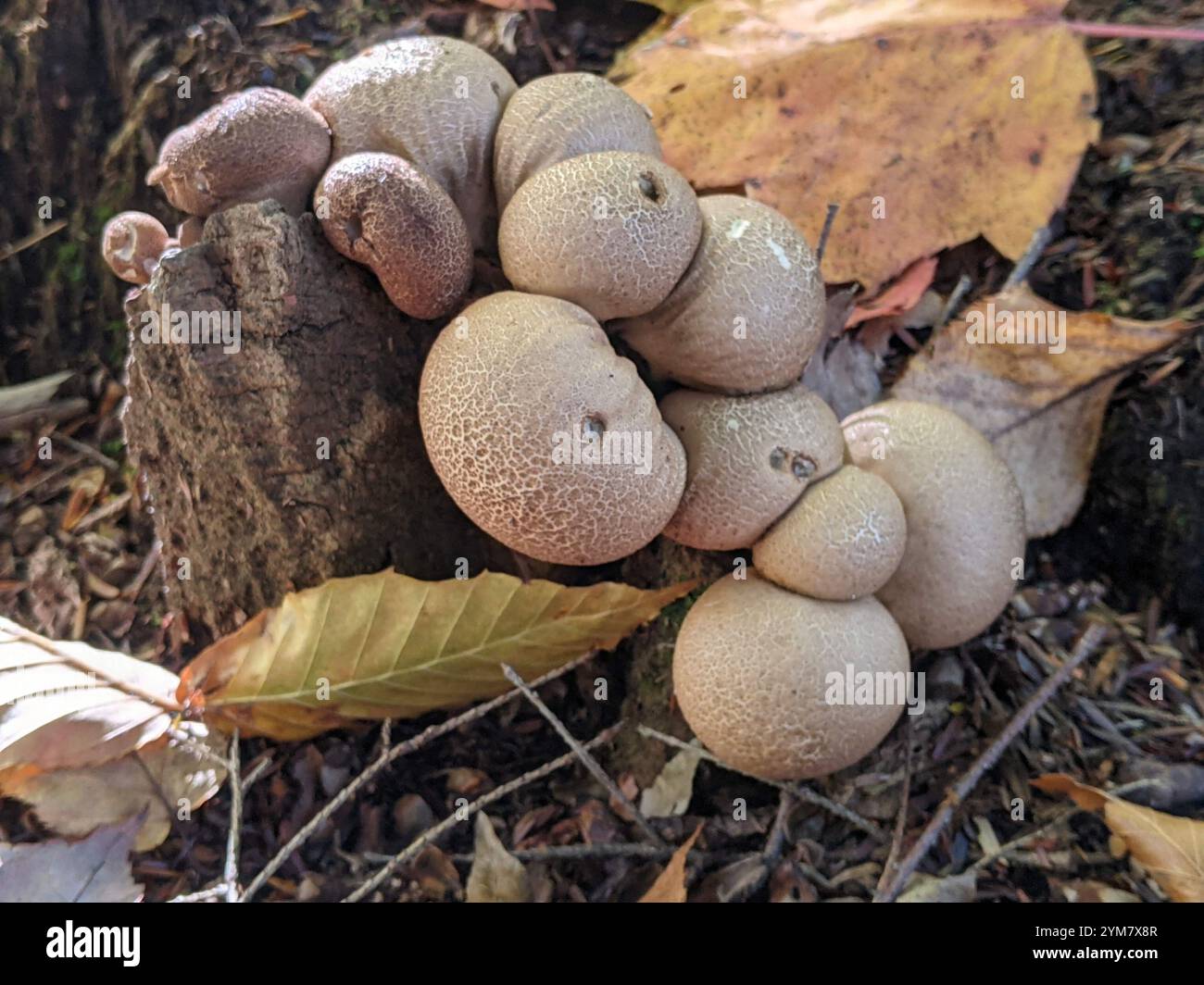 Pear-shaped Puffball (Apioperdon pyriforme Stock Photo - Alamy