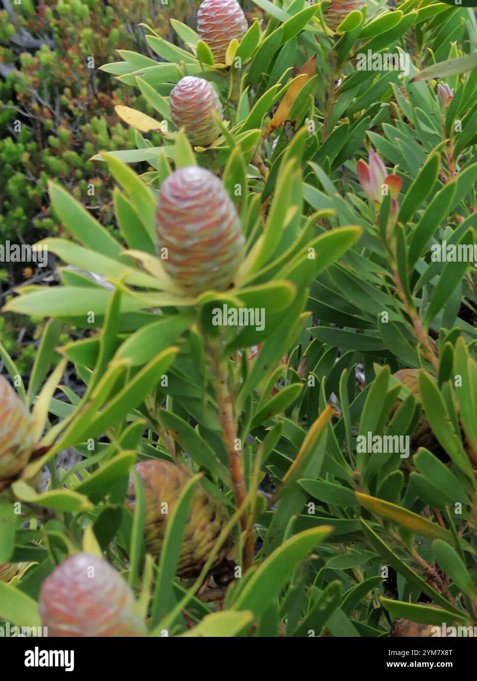 Dune Conebush (Leucadendron coniferum Stock Photo - Alamy