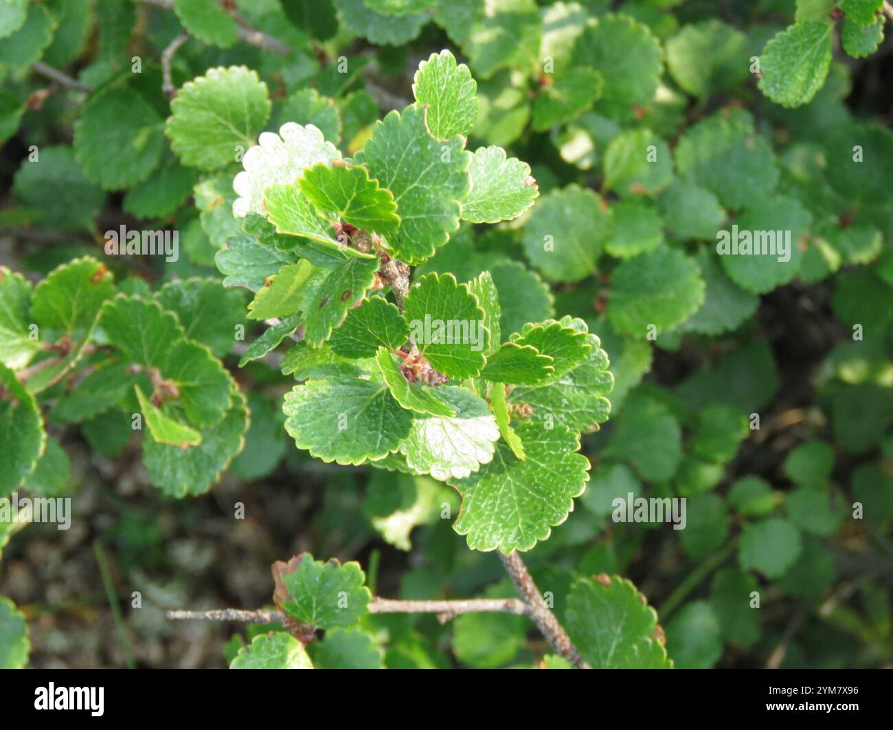 dwarf resin birch (Betula glandulosa Stock Photo - Alamy