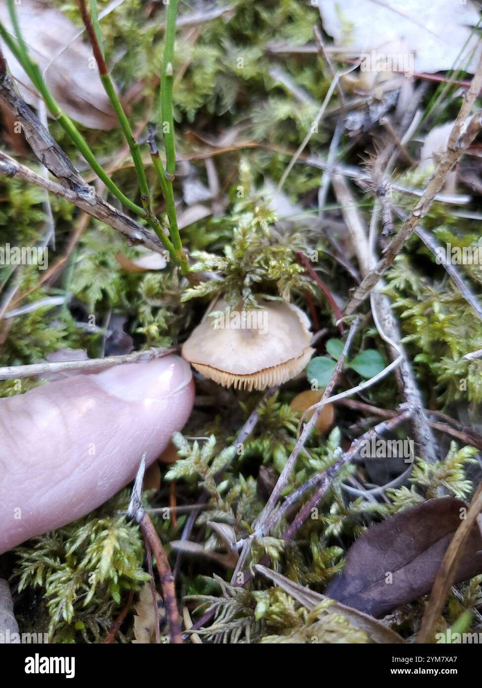 Basidiomycete Fungi (Basidiomycota Stock Photo - Alamy