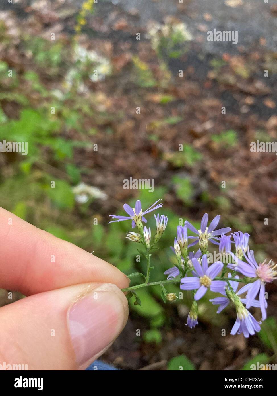 Common Blue Wood Aster (Symphyotrichum cordifolium Stock Photo - Alamy