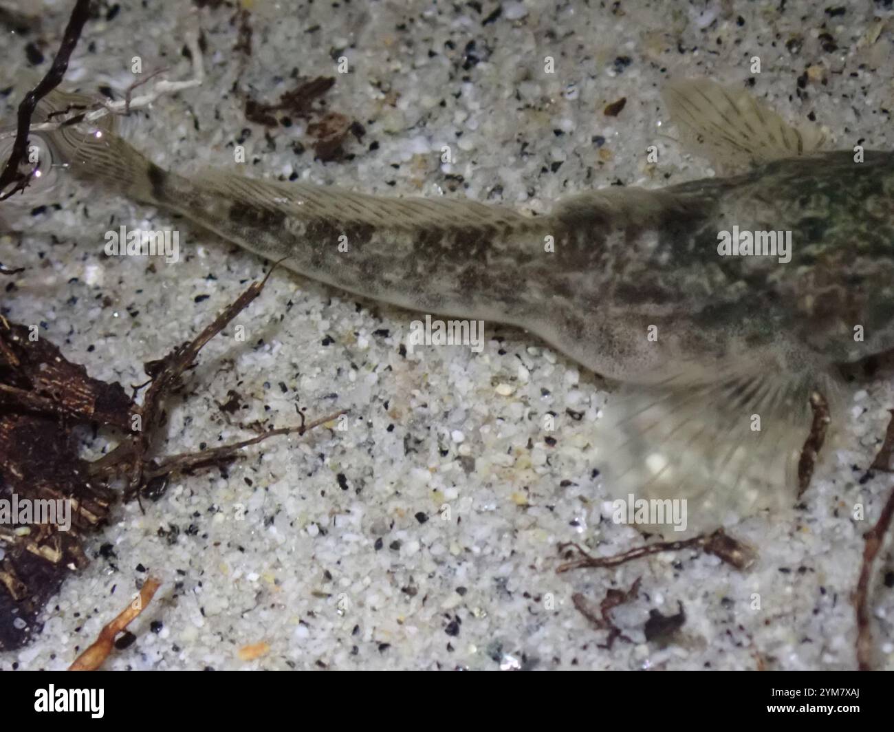 Freshwater Sculpins (Cottus Stock Photo - Alamy