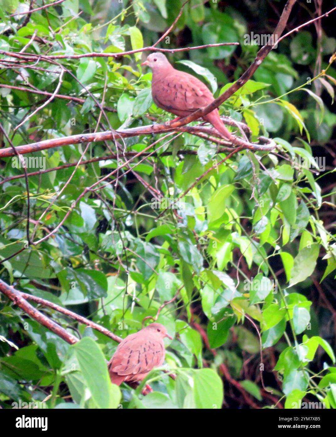 Ruddy Ground Dove (Columbina talpacoti Stock Photo - Alamy