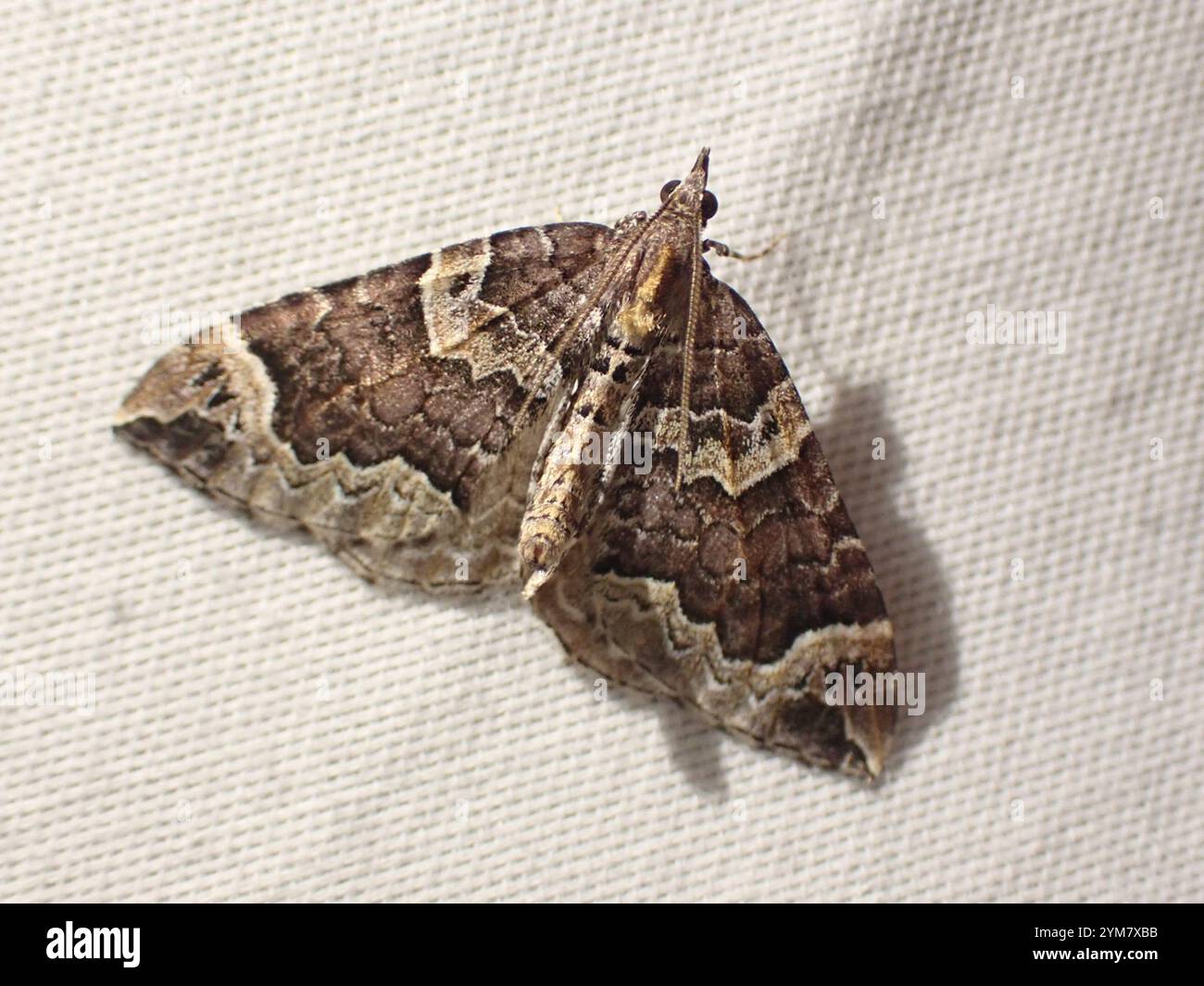 Northwestern Phoenix Moth (Eulithis xylina Stock Photo - Alamy