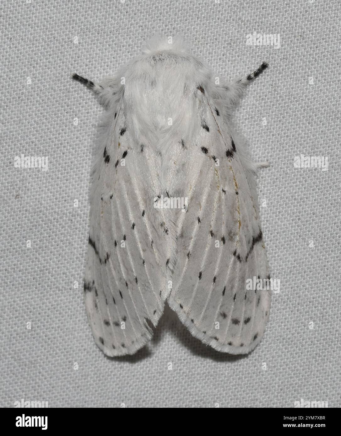 Dot-lined White (Artace cribrarius Stock Photo - Alamy