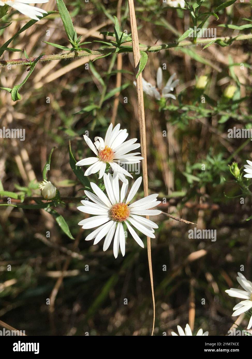hairy white oldfield aster (Symphyotrichum pilosum Stock Photo - Alamy