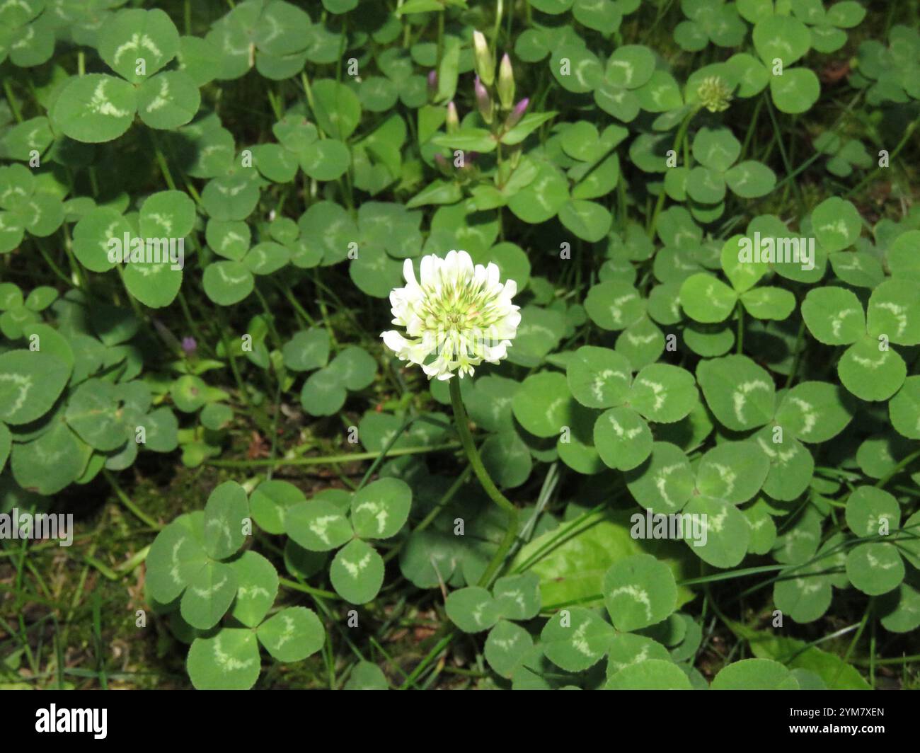 white clover (Trifolium repens Stock Photo - Alamy