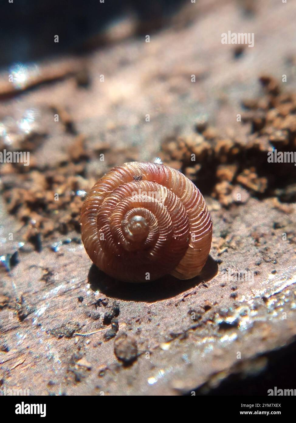 Gonyodiscus hi-res stock photography and images - Alamy