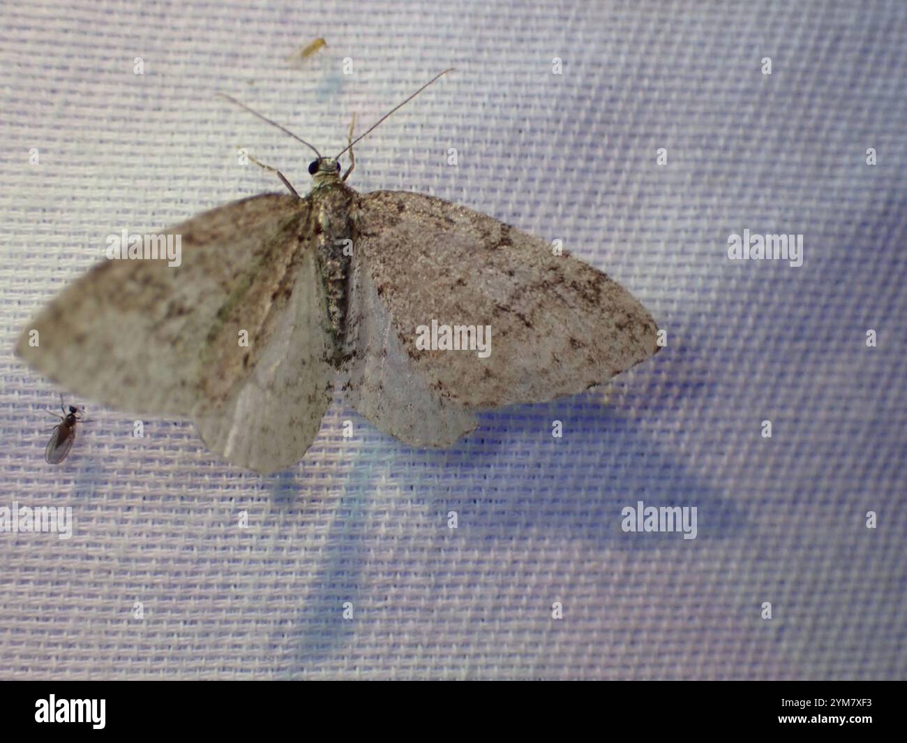 Welsh Wave Moth (Venusia cambrica Stock Photo - Alamy