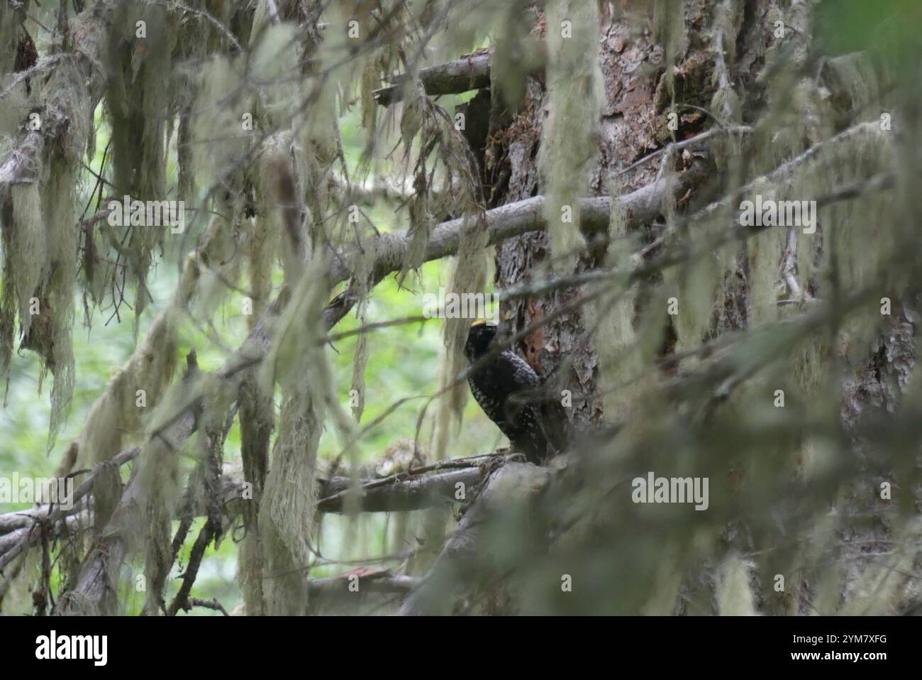 American Three-toed Woodpecker (Picoides dorsalis Stock Photo - Alamy