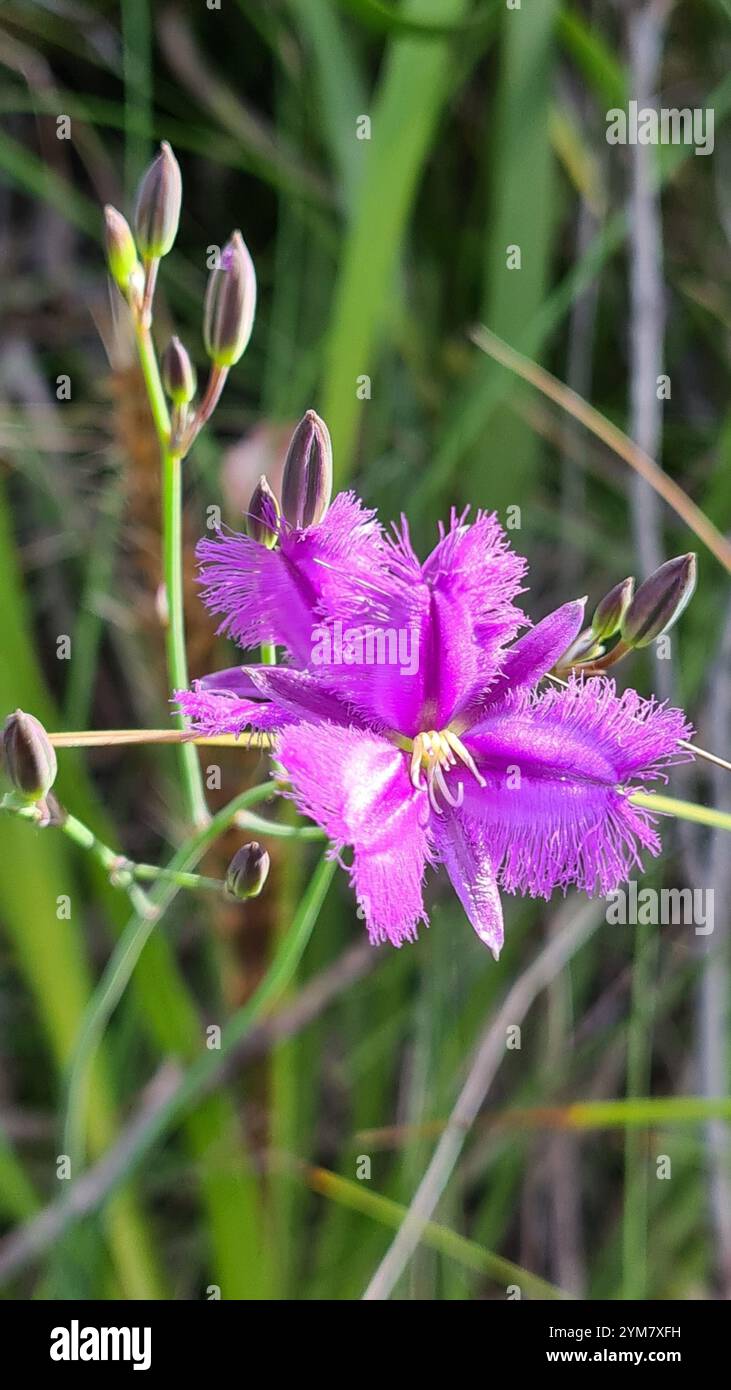 Common Fringe-lily (Thysanotus tuberosus Stock Photo - Alamy