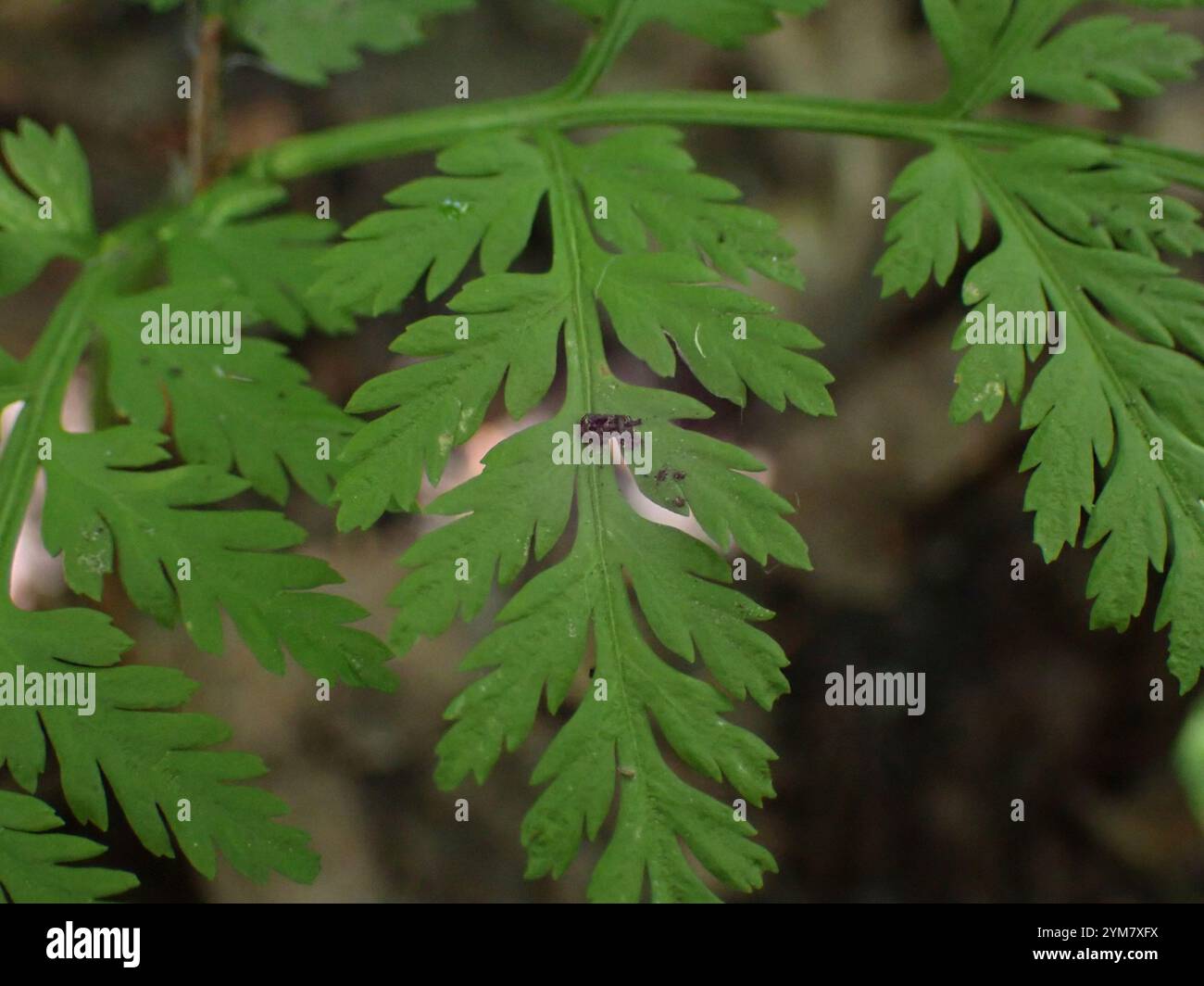 rattlesnake fern (Botrypus virginianus Stock Photo - Alamy