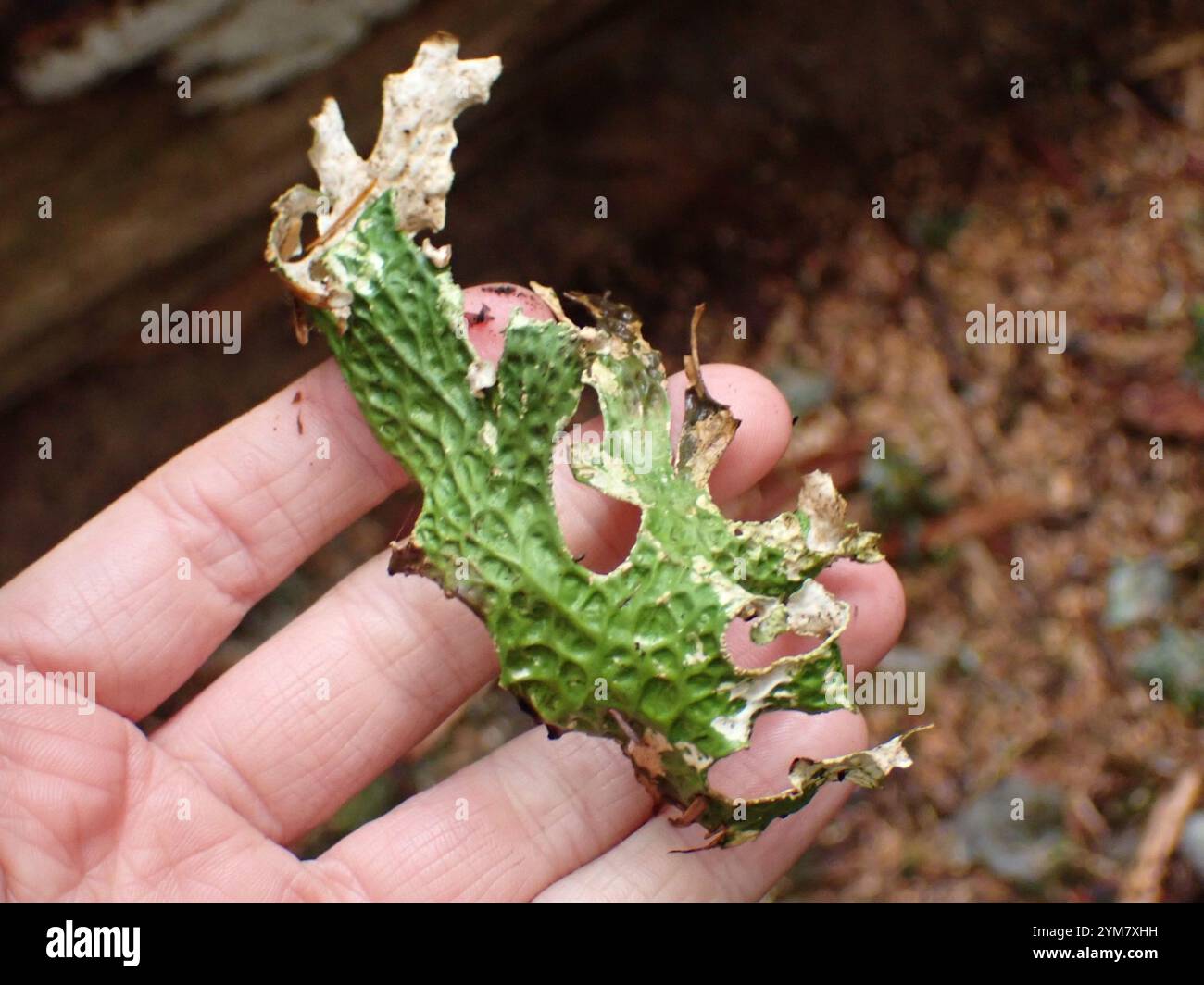 Tree Lungwort (Lobaria pulmonaria Stock Photo - Alamy