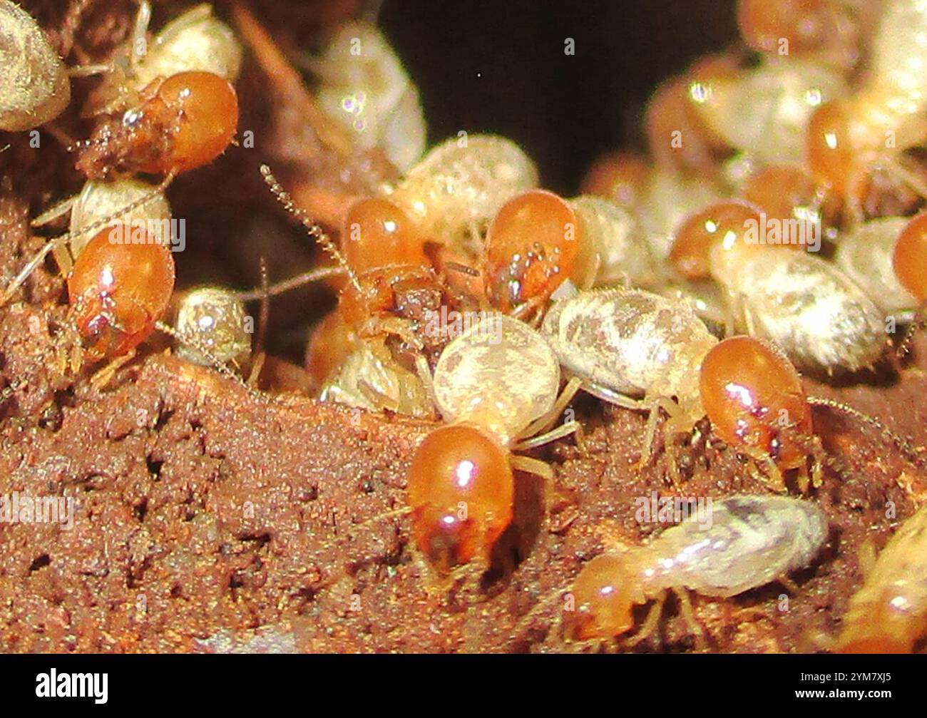 Macrotermitinae hi-res stock photography and images - Alamy