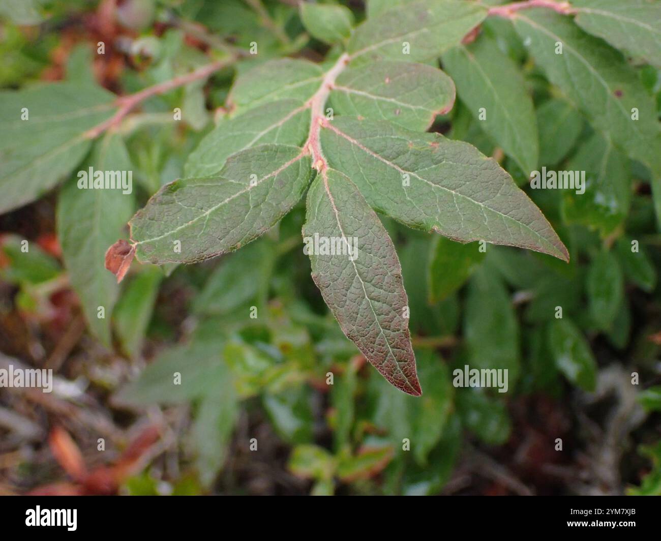 velvetleaf blueberry (Vaccinium myrtilloides Stock Photo - Alamy