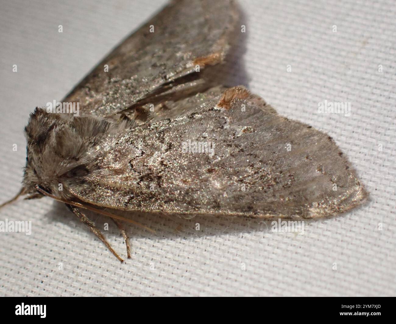 Tufted Thyatirine Moth (Pseudothyatira cymatophoroides Stock Photo - Alamy