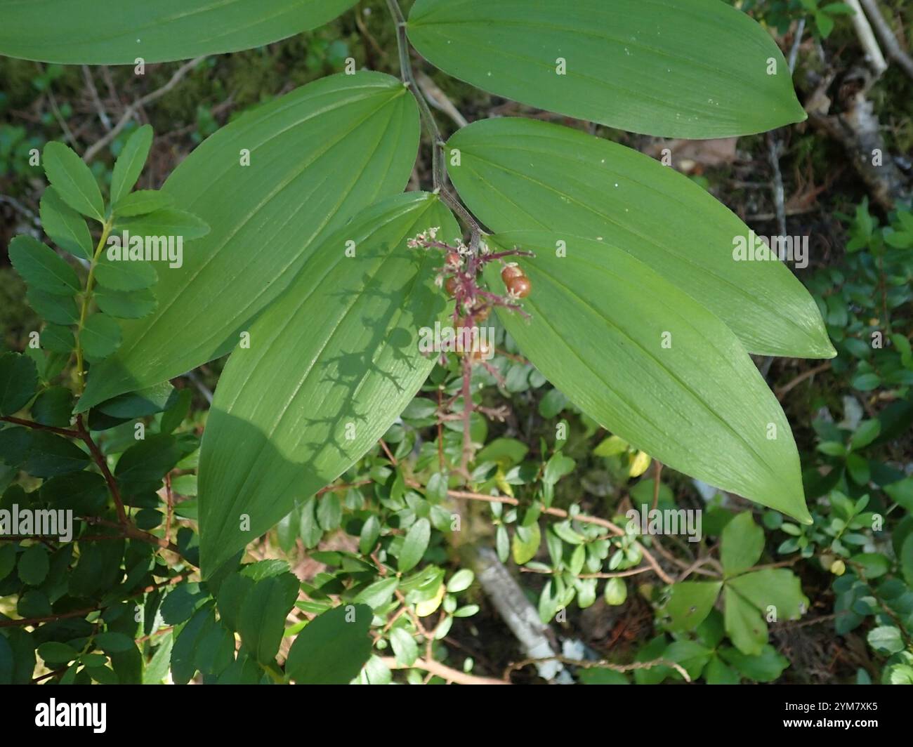 western Solomon's plume (Maianthemum racemosum amplexicaule Stock Photo ...