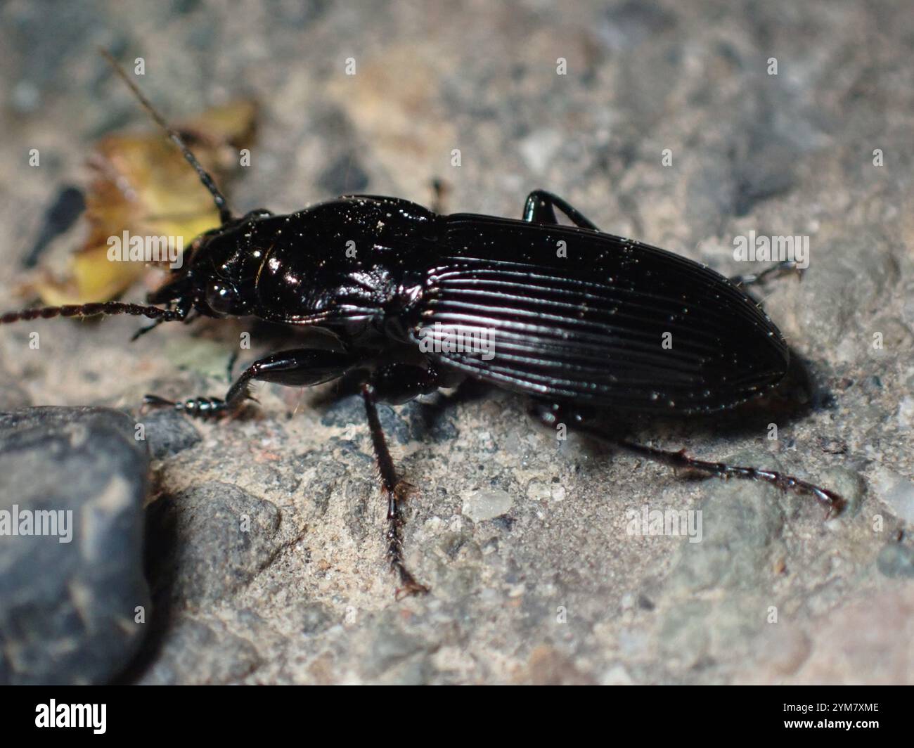 Blackclock Ground Beetles (Pterostichus Stock Photo - Alamy