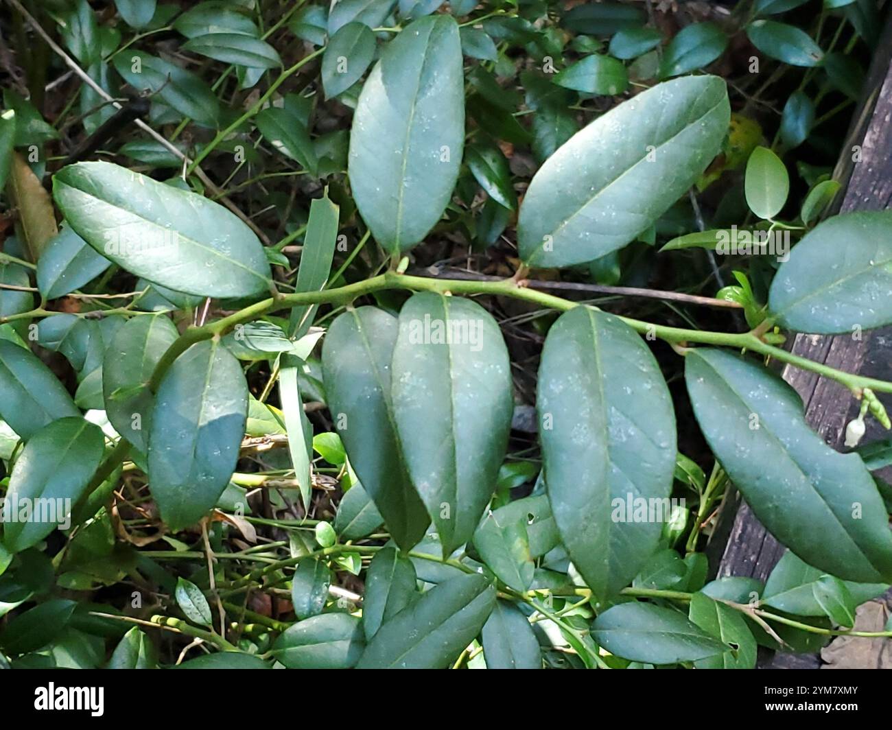 Swamp Dog-laurel (Leucothoe axillaris Stock Photo - Alamy