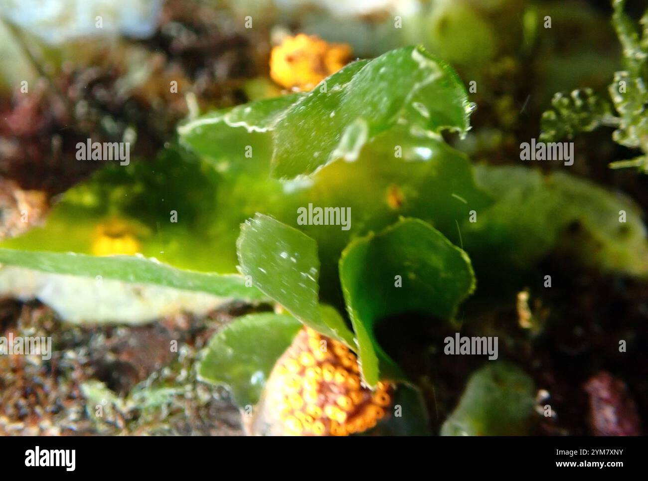 green algae (Chlorophyta Stock Photo - Alamy