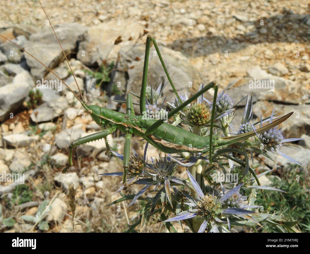 Predatory Bush-cricket (Saga pedo Stock Photo - Alamy