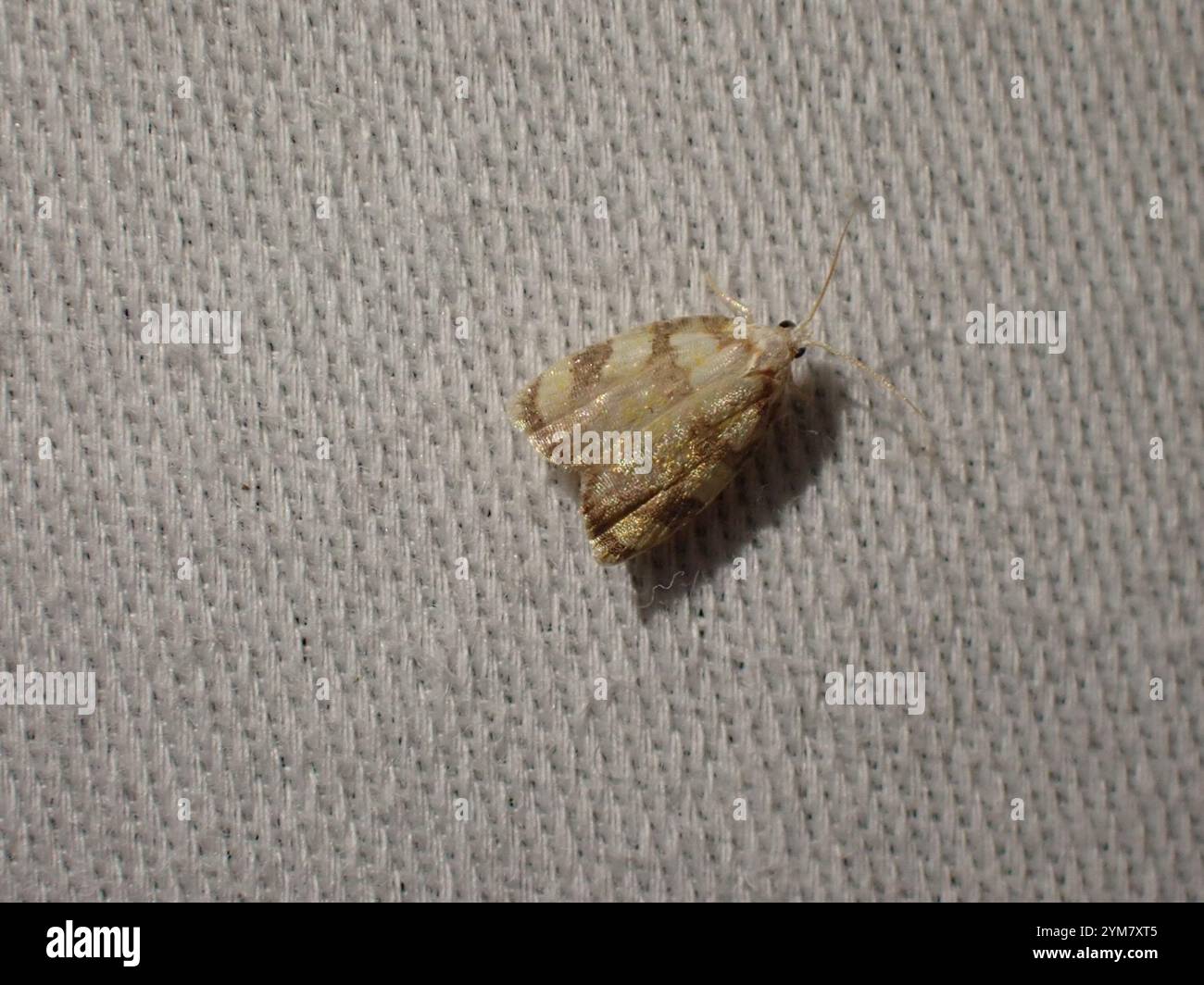 Red-edged Acleris Moth (Acleris albicomana Stock Photo - Alamy