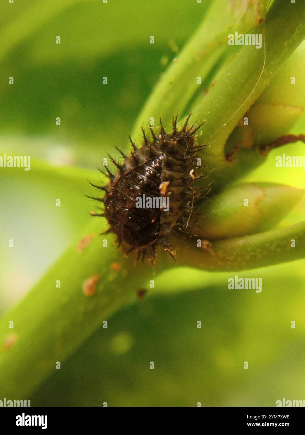 Kidney-spot Ladybird (Chilocorus renipustulatus Stock Photo - Alamy