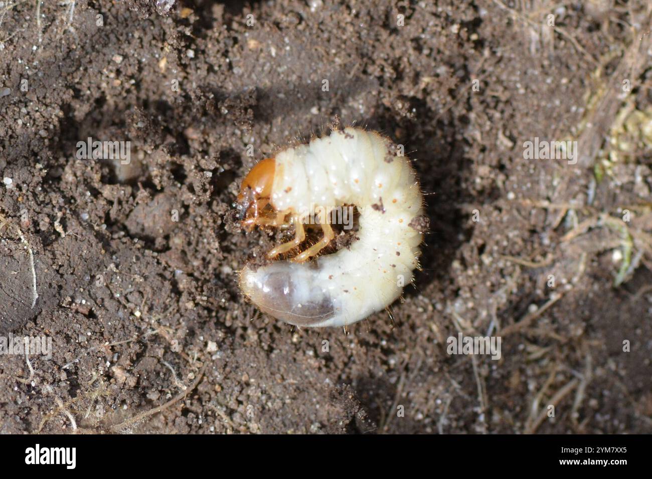 June beetles melolonthinae hi-res stock photography and images - Alamy