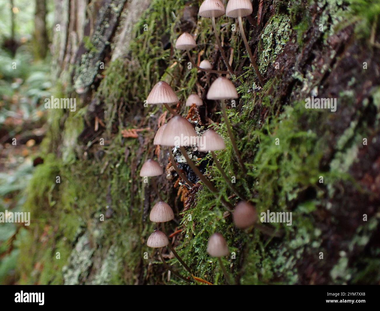 purple-edge bonnet (Mycena purpureofusca Stock Photo - Alamy