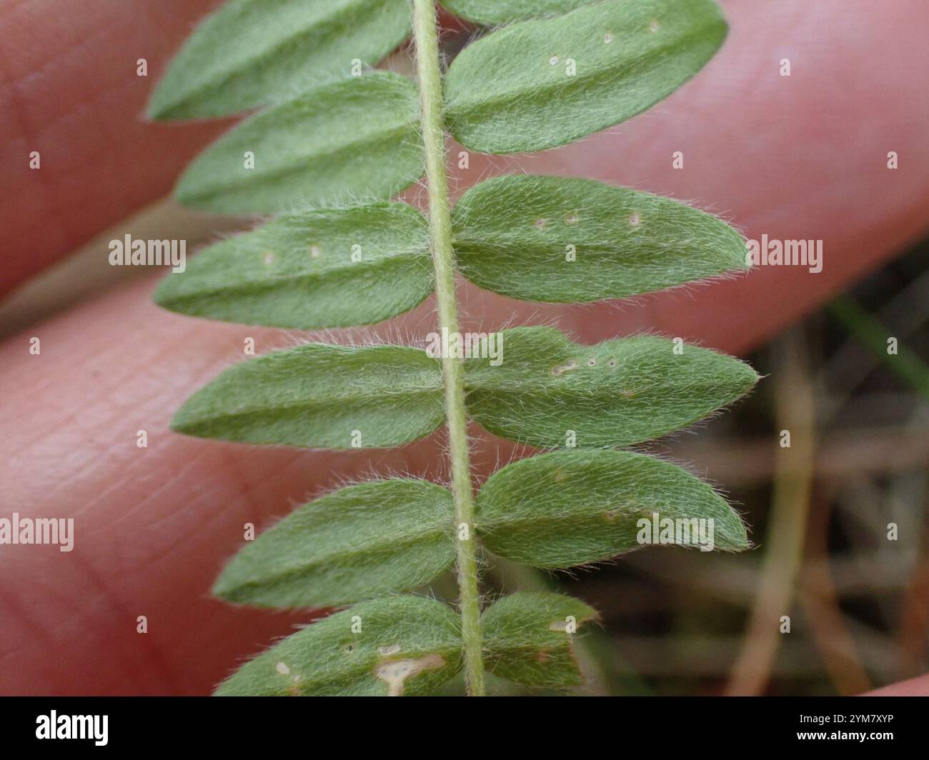 Nodding Locoweed (Oxytropis deflexa Stock Photo - Alamy