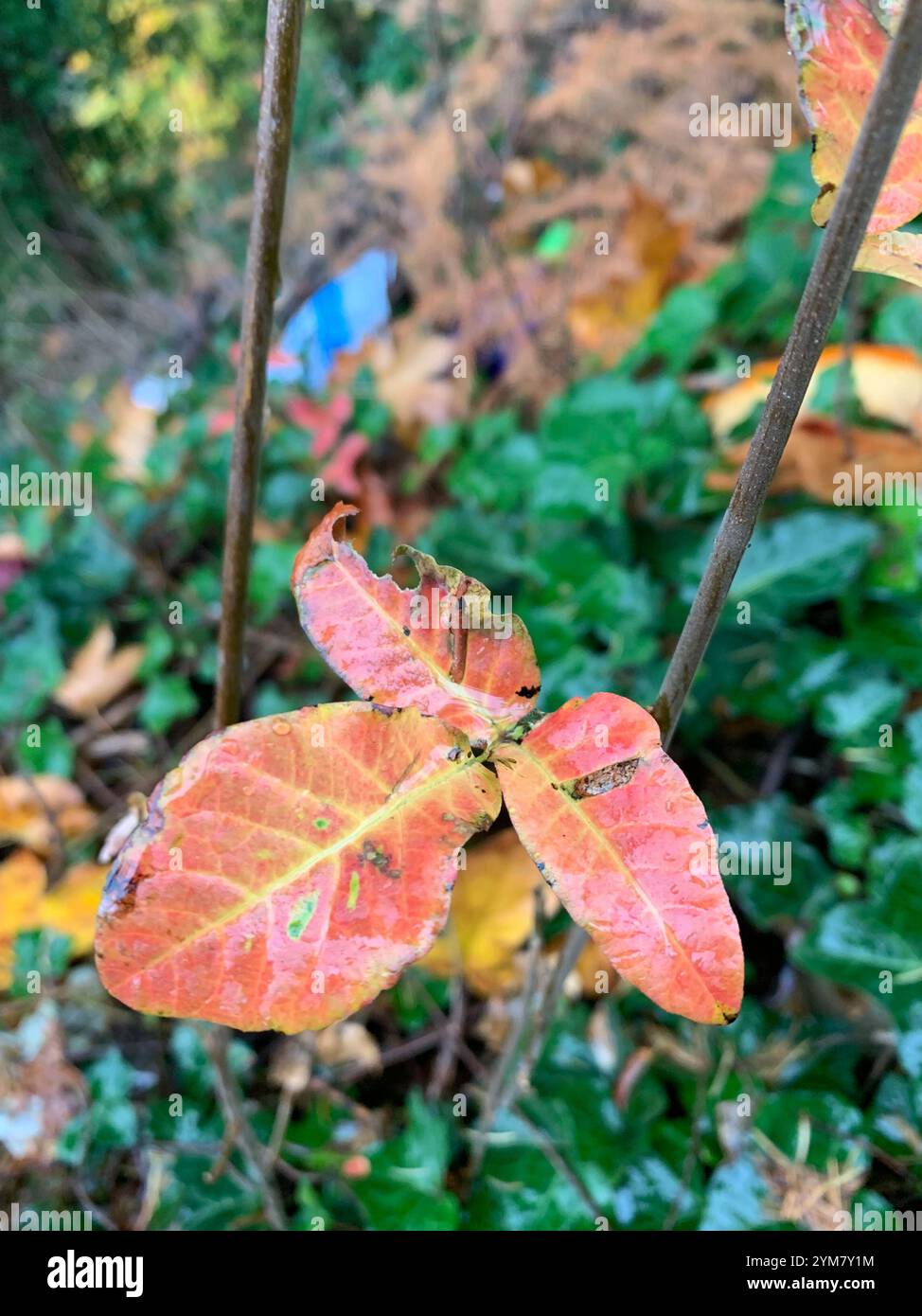 Pacific poison oak (Toxicodendron diversilobum Stock Photo - Alamy