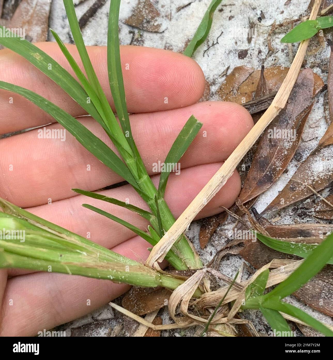 Goose Grass (Eleusine indica Stock Photo - Alamy