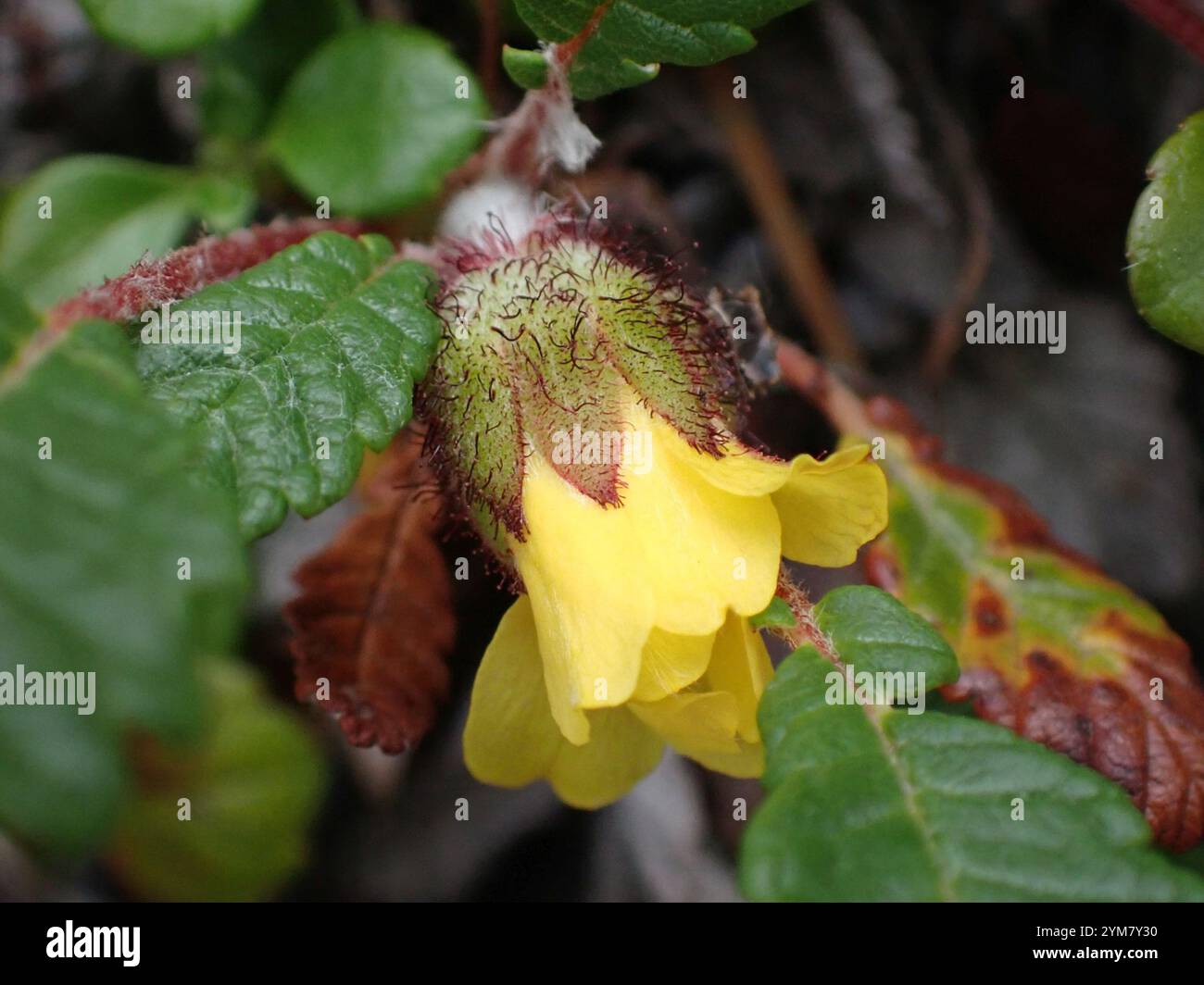 Yellow Mountain-avens (Dryas drummondii Stock Photo - Alamy