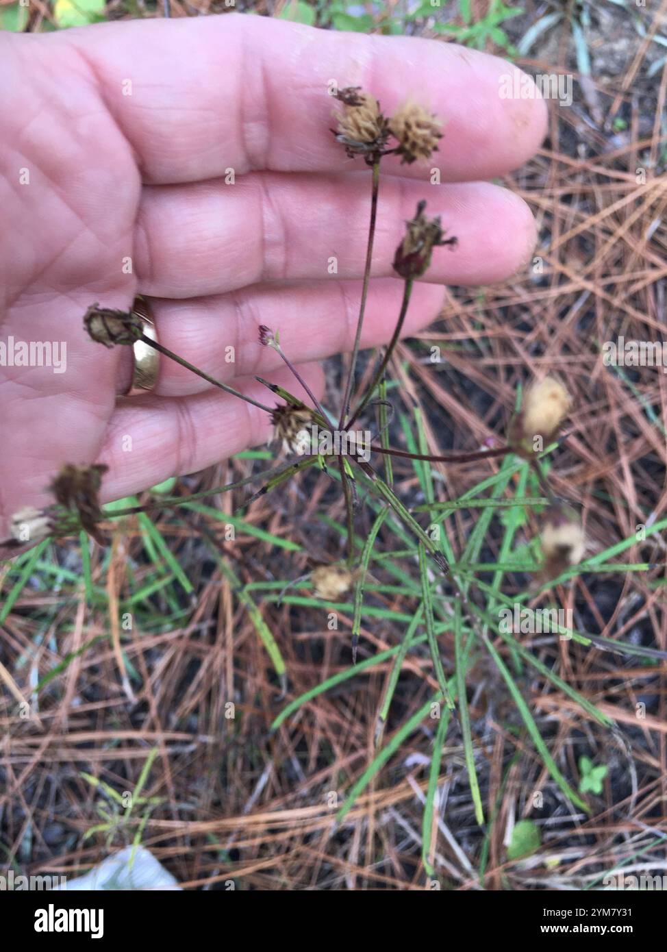 Narrow Leaf Ironweed (Vernonia angustifolia Stock Photo - Alamy