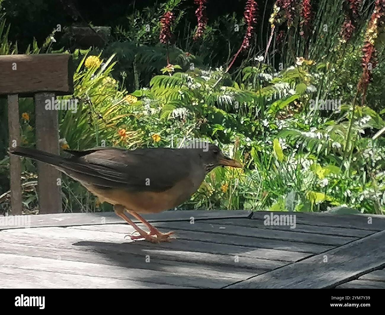 Cape Olive Thrush (Turdus olivaceus olivaceus Stock Photo - Alamy