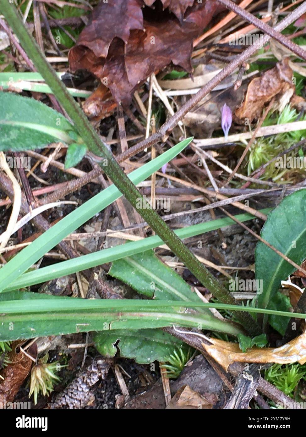 Smooth Elephant's Foot (Elephantopus nudatus Stock Photo - Alamy