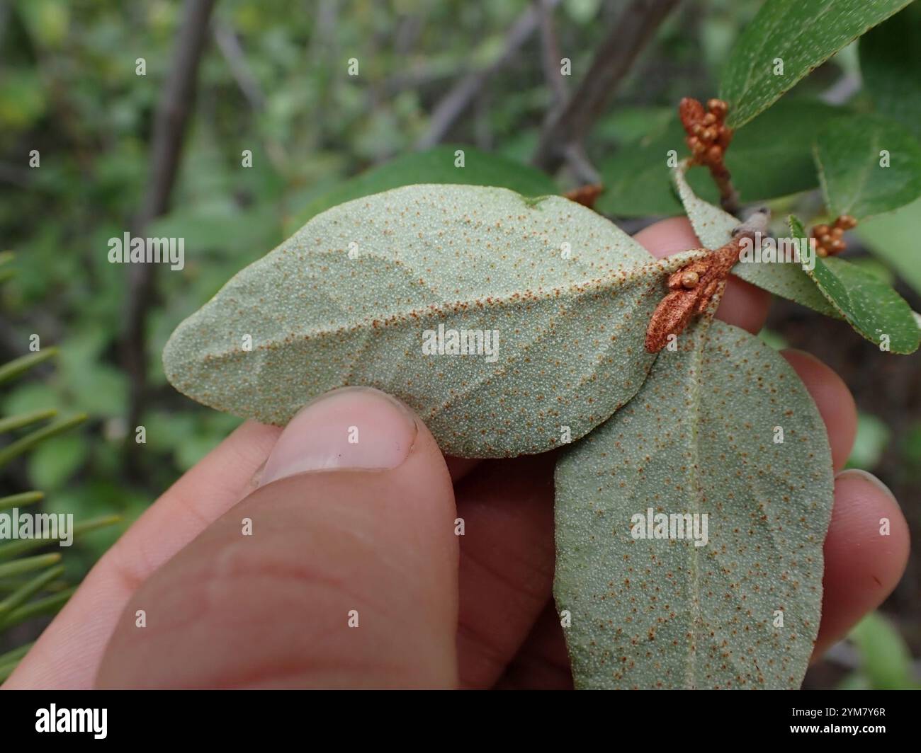 Canadian buffalo-berry (Shepherdia canadensis Stock Photo - Alamy