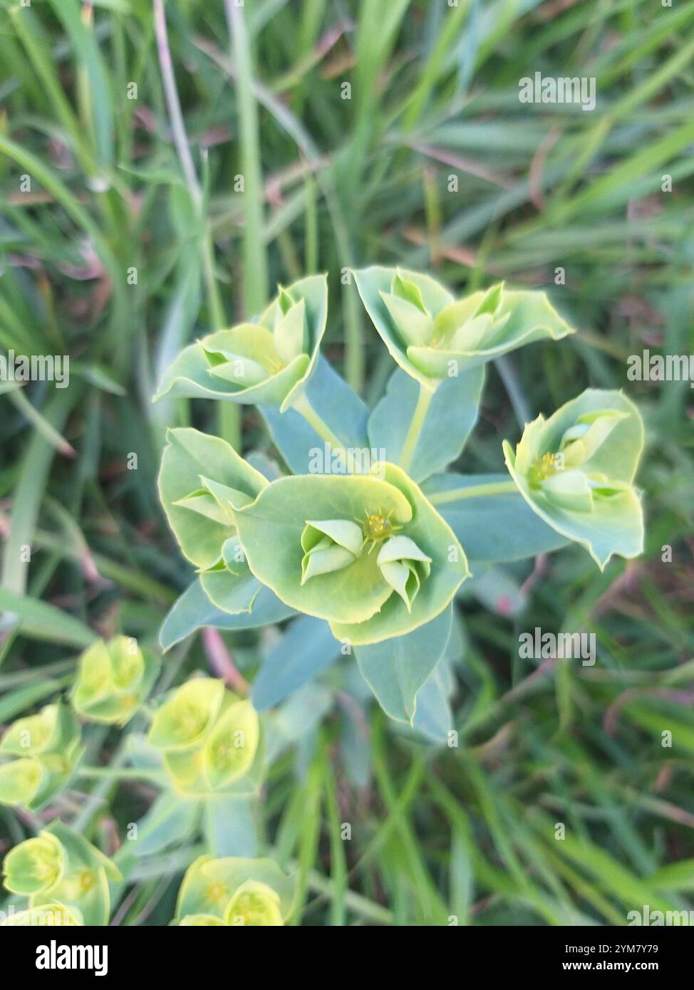 carnation spurge (Euphorbia terracina Stock Photo - Alamy