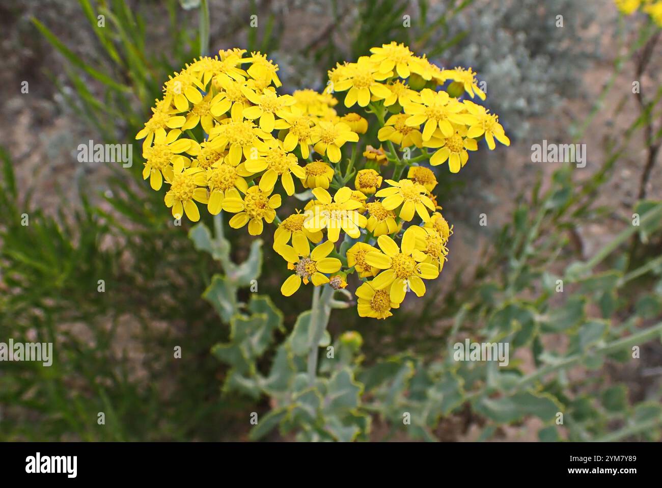 Poorflower Babooncabbage (Othonna parviflora Stock Photo - Alamy